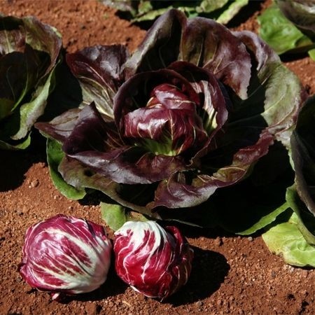 Indigo (10.000 seminte drajate) radicchio rosso ce prezinta maturitate ...