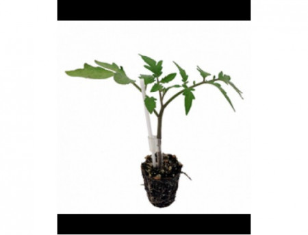 Maxifort F1 (1000 seminte) portaltoi tomate drajate, Seminis