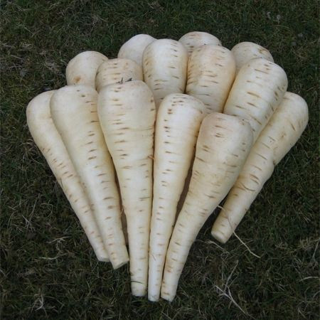 Palace F1 (25.000 seminte de precizie) pastarnac cu o crestere ...