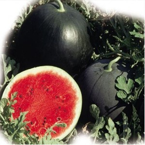 Red Star F1 (1000 seminte) de pepeni verzi cu coaja neagra hibrid ...