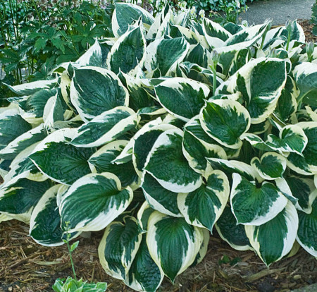 Crin de toamna Hosta Minuteman (ghiveci 1,5 L), planta decorativa cu ...