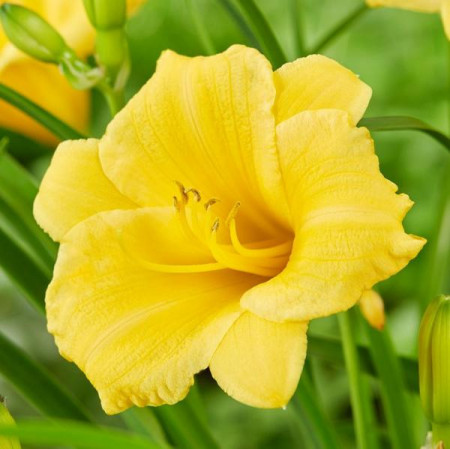 Crin Hemerocallis Stella de Oro (ghiveci 1,5 L), crin de o zi cu flori ...