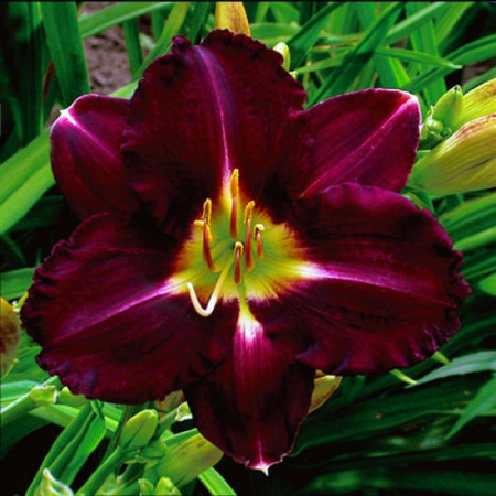 Crin Hemerocallis Super Purple (ghiveci 1,5 L), crin de o zi cu flori ...