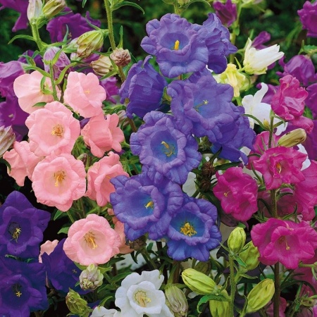 Cup & Saucer (2000 seminte) Campanula, Clopotei de Gradina, flori ...