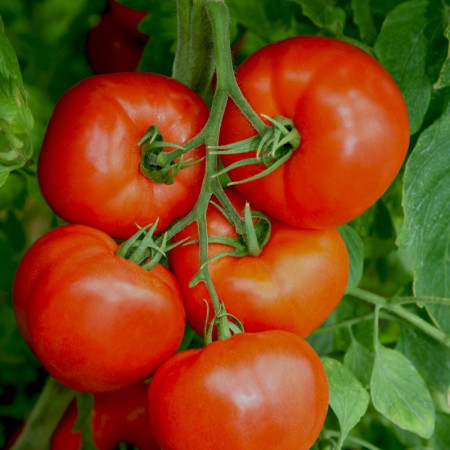 Elpida F1 (500 seminte) rosii cu crestere nedeterminata ce se comporta ...