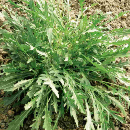 Giuditta (100 grame) seminte rucola, Profit Seeds