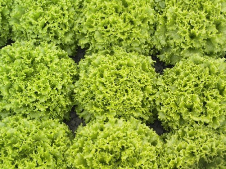 Oleole drajata (5000 seminte) salata creata tip batavia pentru camp ...