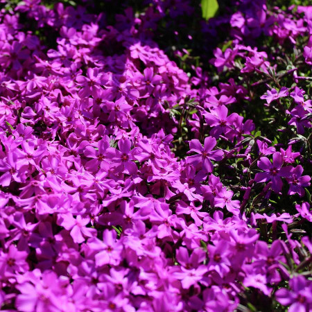 Phlox Hot Pink Spring (in ghiveci de 1 L), rasad de brumarele taratoare ...