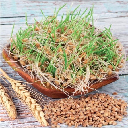 Pszenica - Grau (50 gr) seminte pentru germeni sau vlastari de Grau, Toraf