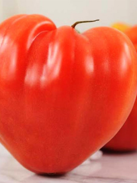 Rosii Inima de Bou Rosu (600 seminte) tomate soi rustic fructe mari ...