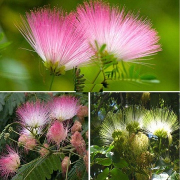 Arbore de matase, seminte de Albitia persana specie decorativa exotica ...