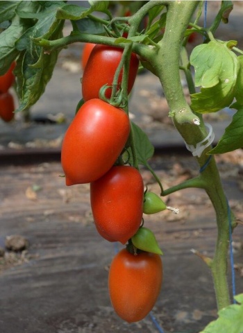 Byelsa F1 (100 seminte) rosii prunisoare cu crestere nedeterminata semi ...