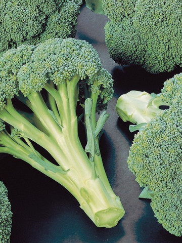 Chevalier F1 (1000 seminte) broccoli semitimpuriu, Seminis