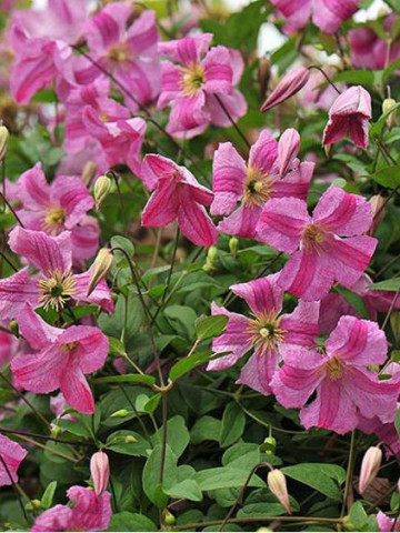 Clematite Mazurek (1.5 m in ghiveci de 2 L) tufa ornamentala ...