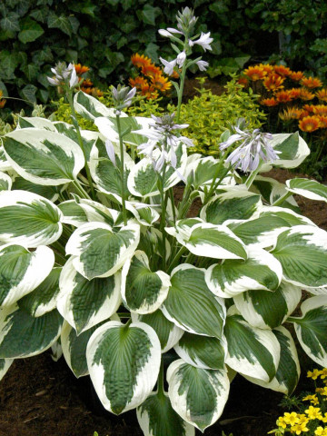 Crin de toamna Hosta Minuteman (ghiveci 1,5 L), planta decorativa cu ...