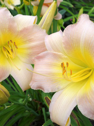 Crin Hemerocallis Catharina Woodberry (ghiveci 1,5 L), crin de o zi cu ...