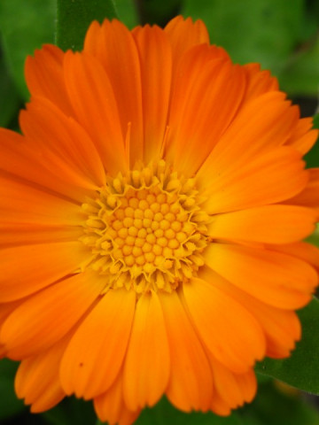 Galbenele Medicinale - Seminte Galbenele Medicinale de la Florian