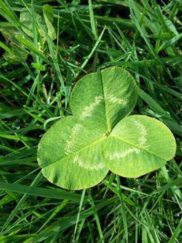 Gazon microtrifoi (1 kg) seminte de gazon si trifoi, Amia