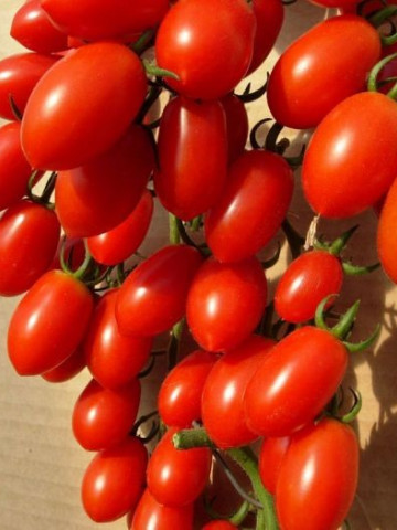 Lucinda F1 (100 seminte) Seminte Rosii Tip Cherry Prunisoare ...