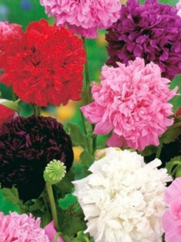 Mac de gradina (1 g) seminte plante decorative cu flori mari, bÄƒtute ...