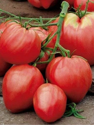 Malinowy Rodeo (60 seminte) rosii de tip inima de bivol Beef Gigant cu ...