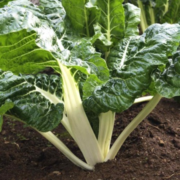 Mangold Lucullus (250 seminte), planta bianuala, frunze gustoase, Seklos