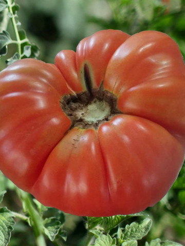 Beefmaster F1 (30 seminte) tomate fructe foarte mari tip gigant, pulpa ...