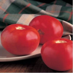 Bobcat F1 (1000 seminte) rosii timpurii cu crestere determinata, Syngenta