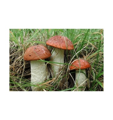 Ciuperca Leccinum aurantiacum (10 g) miceliu de ciuperca de padure Hrib ...