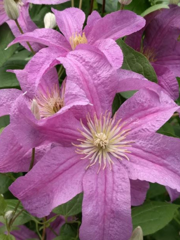 Clematite Danuta (ghiveci 2 L), tufa ornamentala cataratoare Clematis ...