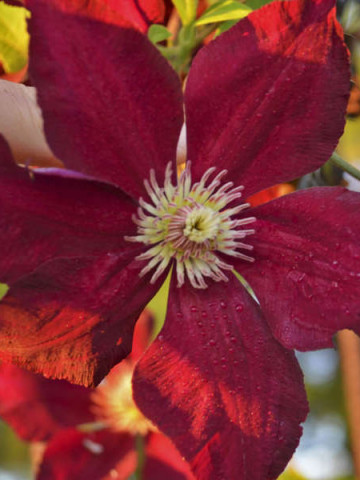 Clematite Mazowsze (1.5 m in ghiveci de 2 L), tufa ornamentala ...
