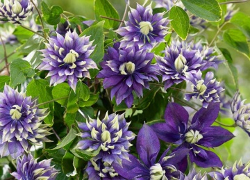 Clematite Taiga (ghiveci 2 L) cu flori mov-violet puse in evidenta de ...