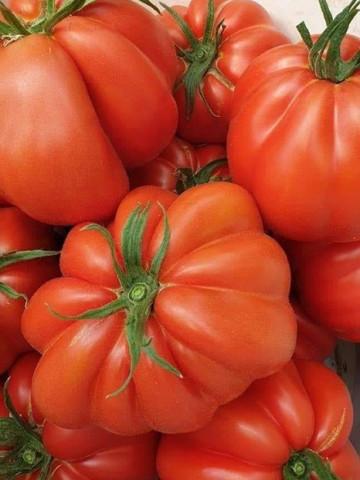 Seminte Rosii Crete - Seminte1