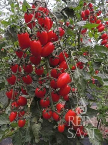 Donatellina BIO (30 seminte) tomate cherry rosii tip Cocktail, ReinSaat