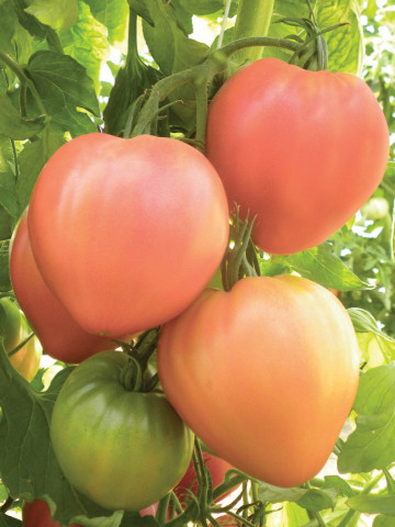 Gigant Inima de Bivol Roz (300 seminte), soi nedeterminat, gust ...