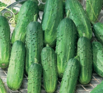 Jerry Snack (15 seminte) castraveti cu fructe mici pentru salata, Agrosel