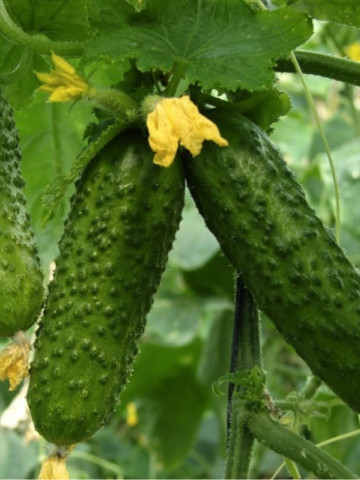 Kaminari F1 (KS 90) (20 seminte) castravete cornison japonez, TOKITA