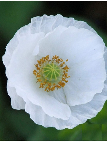 Mac Alb Bridal Silk, seminte de Mac alb, Vilmorin