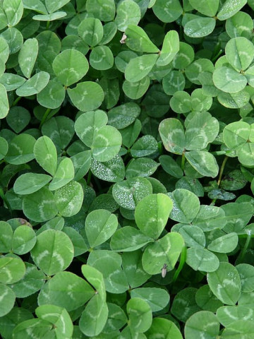 Microtrifoi Pipolina (25 kg) de seminte de trifoi alb pitic, Amia