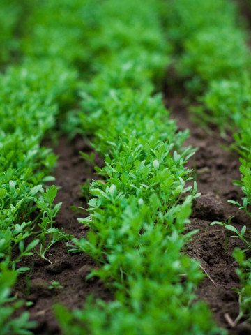 Nasturel Bio (0.2 gr), seminte eco nasturel-creson de apa, Seklos