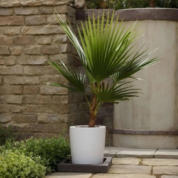Palmier Mexican (12 seminte) Washingtonia Fan Palm - Washingtonia ...