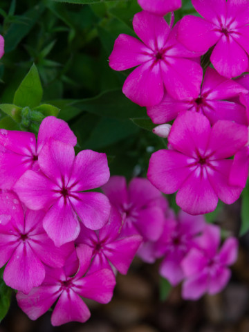 Phlox Hot Pink Spring (in ghiveci de 1 L), rasad de brumarele taratoare ...