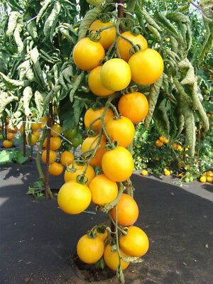 Rosii galbene Romus (150 seminte), seminte de rosii galbene soi cu ...