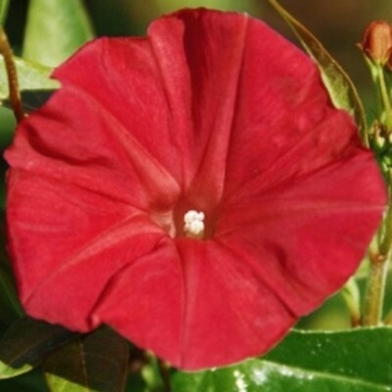 Scarlet O'Hara (2 gr) seminte Zorele urcatoare flori mari, rosii ...