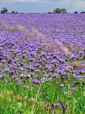 Seminte Facelia (1 kg) plante melifere, Agrosem