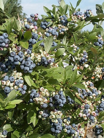 Afin Patriot, butasi de afine soi foarte productiv, ameliorat special ...