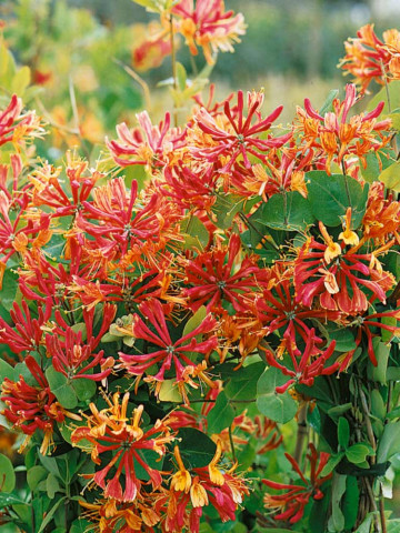 Caprifoi Lonicera Goldflame (1 m in ghiveci de 2 L), tufa ornamentala ...