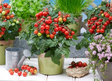 Heartbreakers F1 Twiggy Red (12 seminte), rosii cherry in forma de ...