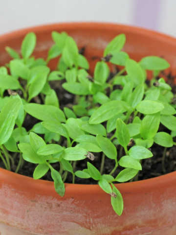 Patrunjel (ghiveci 10,5 cm), rasad planta aromatica Petroselinum