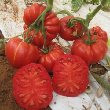 Portugues F1 (10 seminte) rosii mari tip Beefsteak, foarte gustoase ...